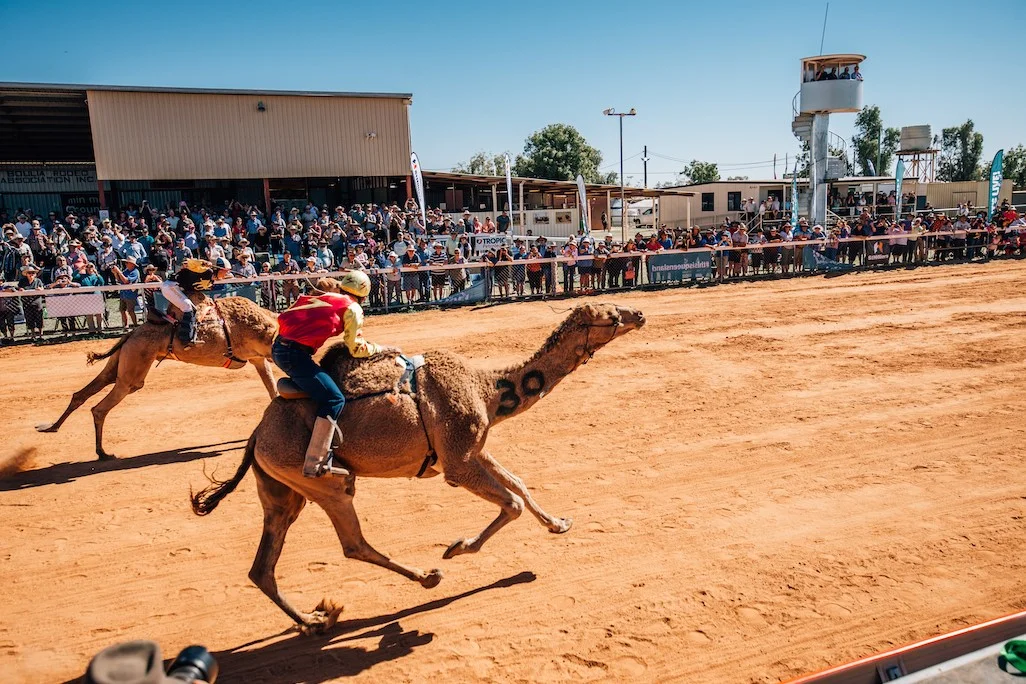 Camelids - All About Camels Camelids
