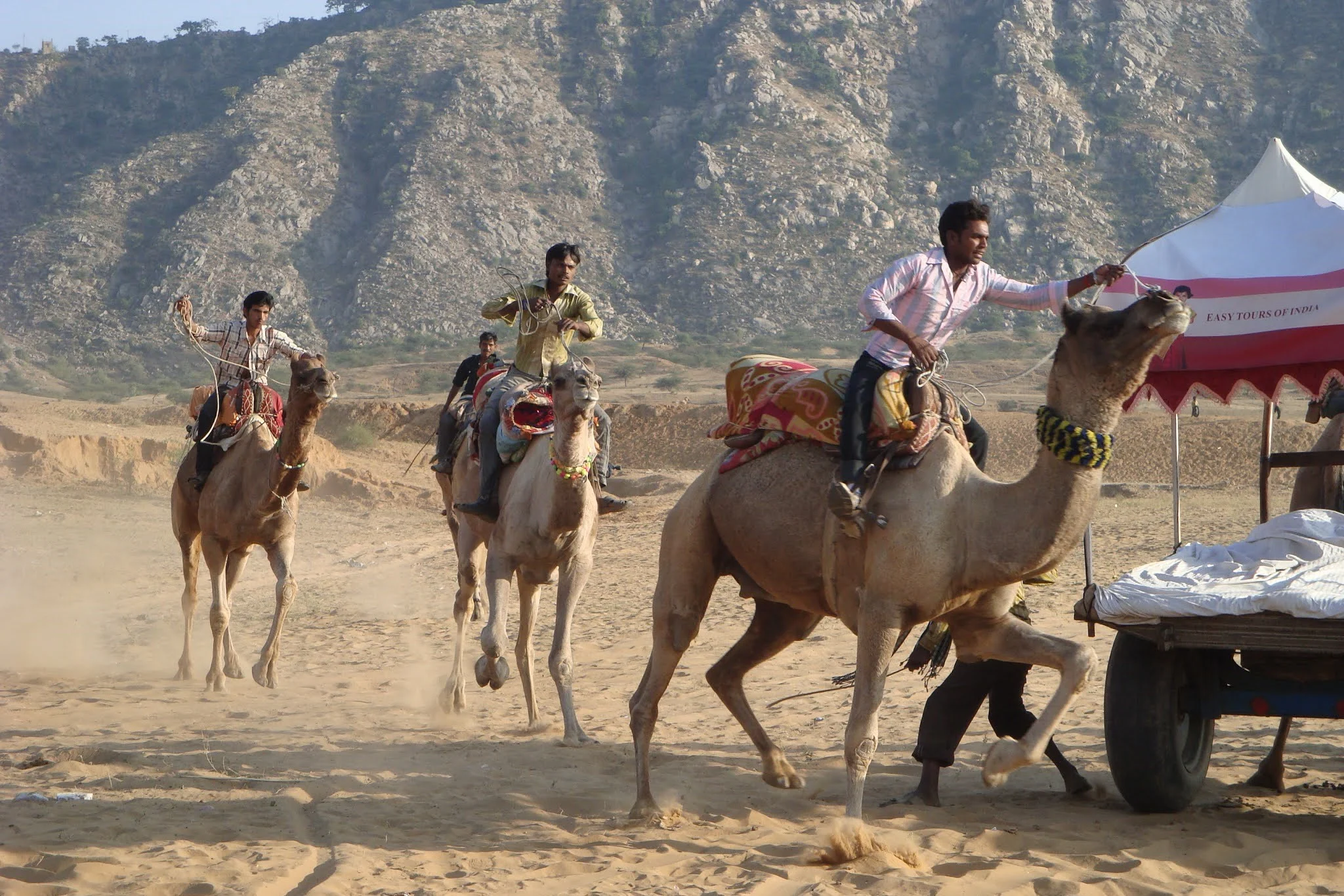 Camelids - All About Camels Camelids