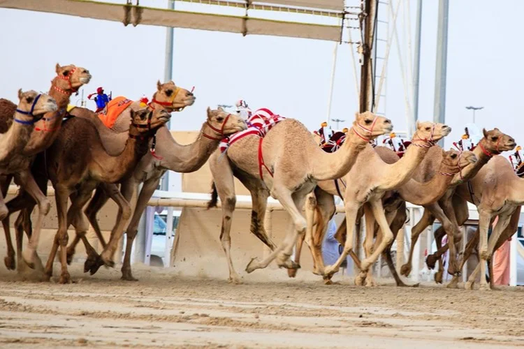 Qatar Camel Racing - Camelids Camelids