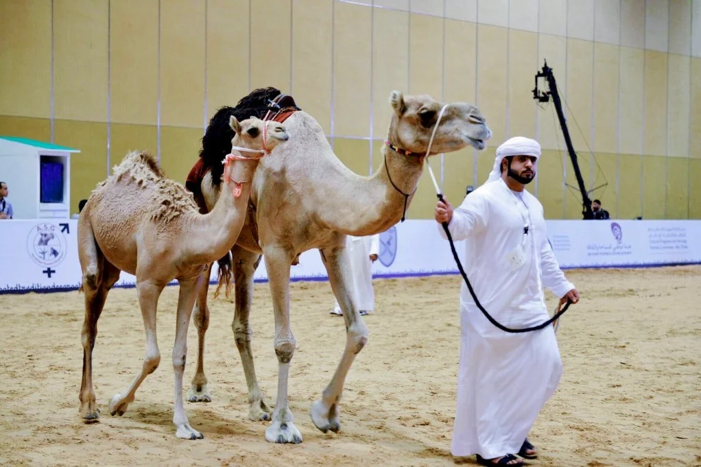 Veterinary Research Center in the Emirates - Camelids Camelids