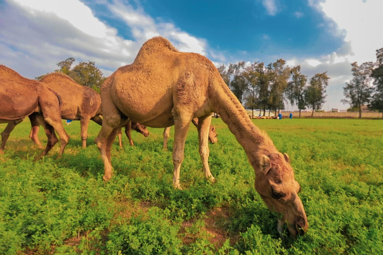 Camelids - All About Camels Camelids