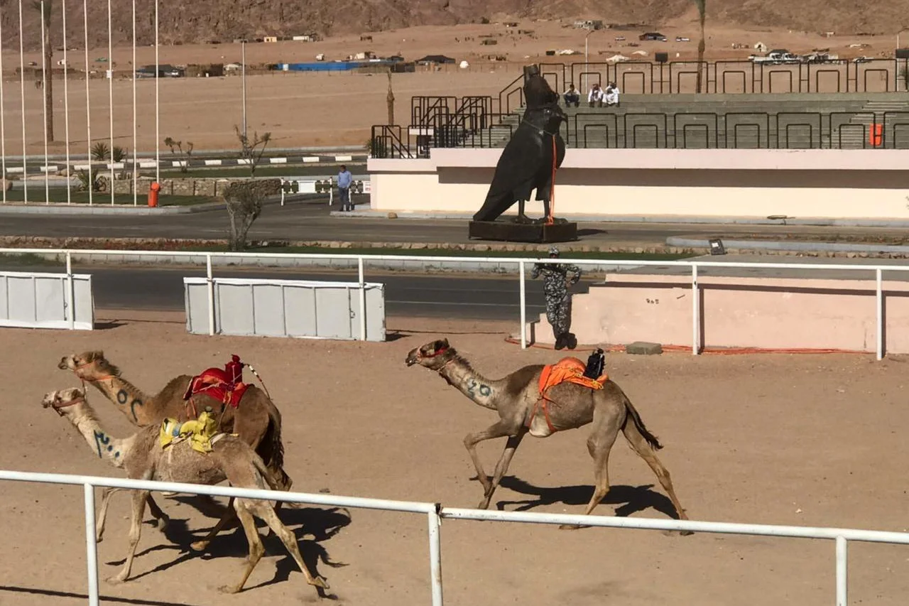 Camelids - All About Camels Camelids