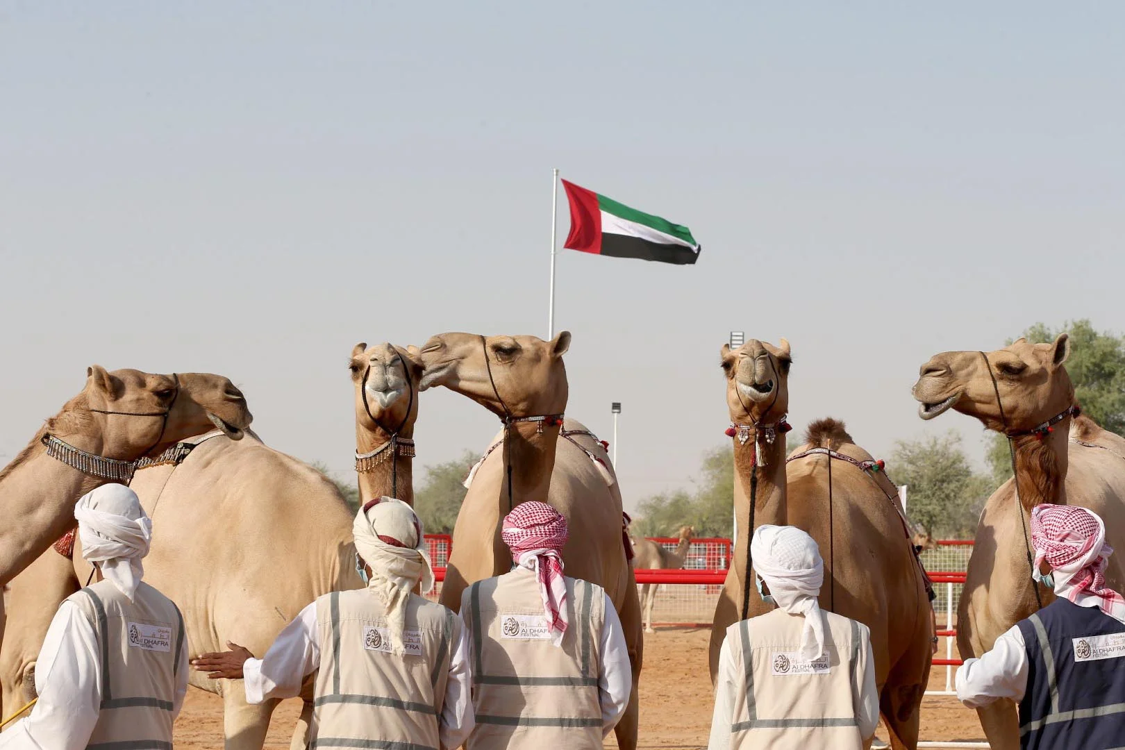 The King Abdulaziz Camel Festival - Camelids Camelids