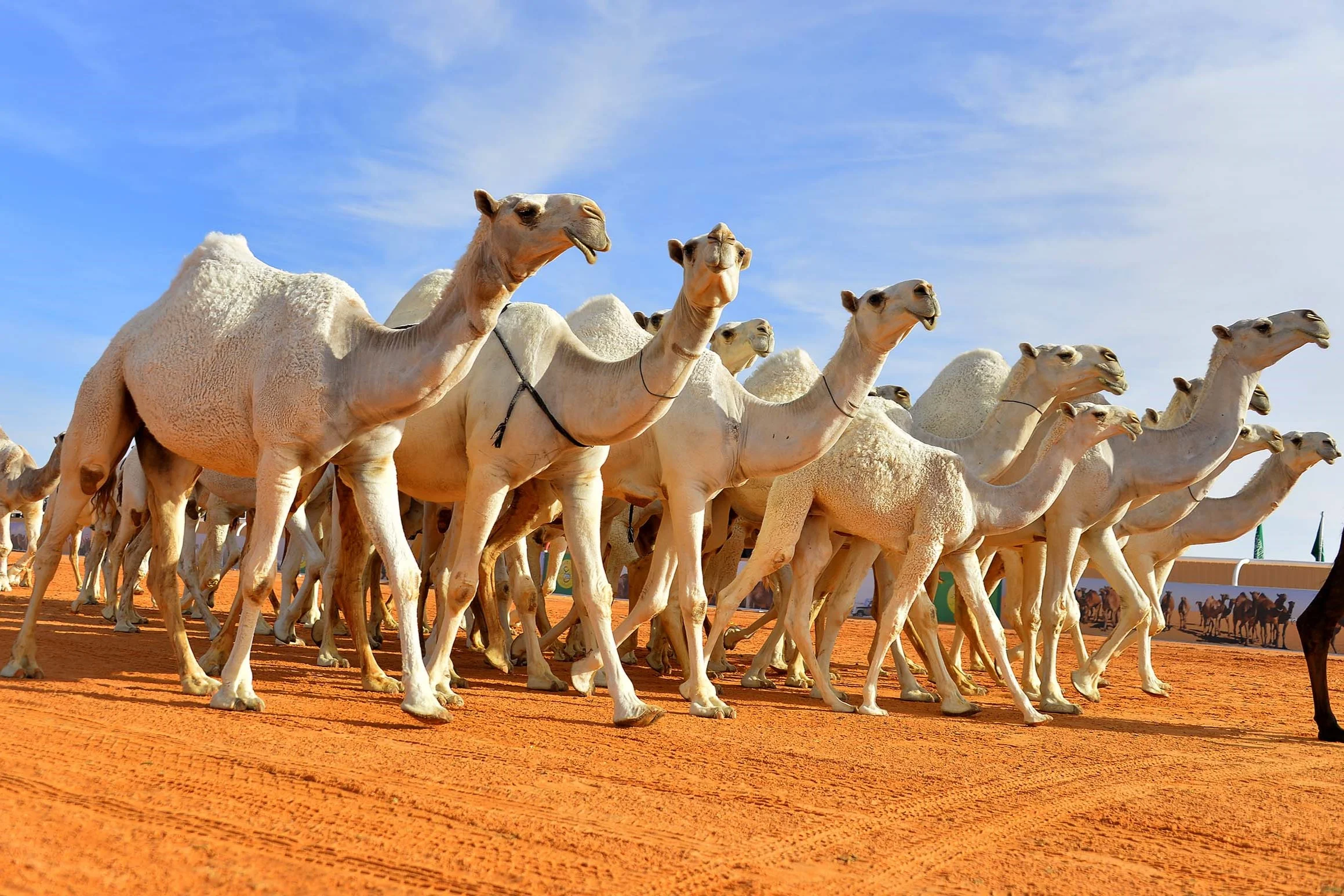 King Abdulaziz Camel Festival in the Kingdom of Saudi Arabia - Camelids ...