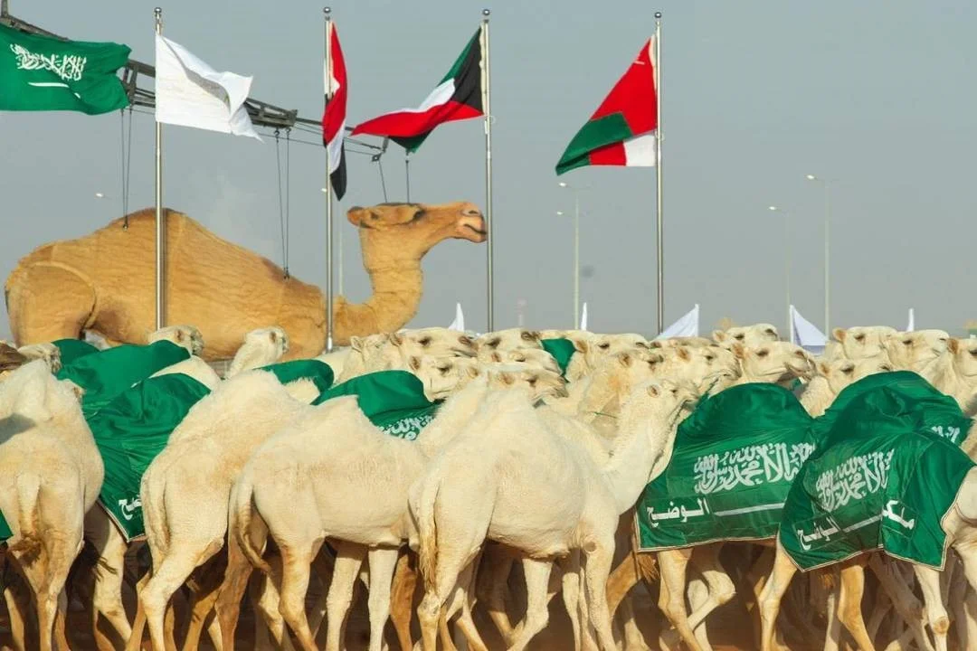 King Abdulaziz Camel Festival Awards - Camelids Camelids