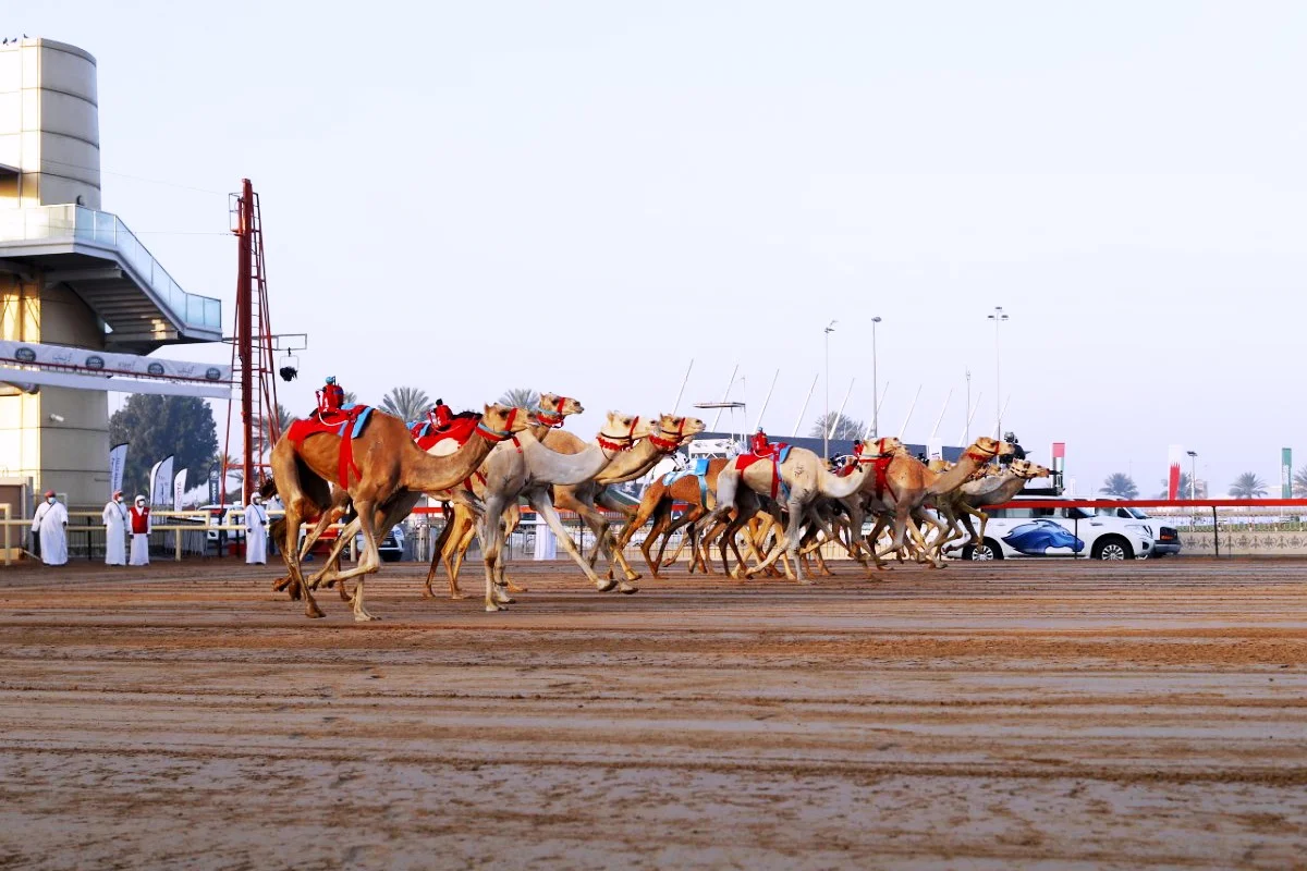 Crown Prince of Dubai Camel Festival Awards - Camelids Camelids