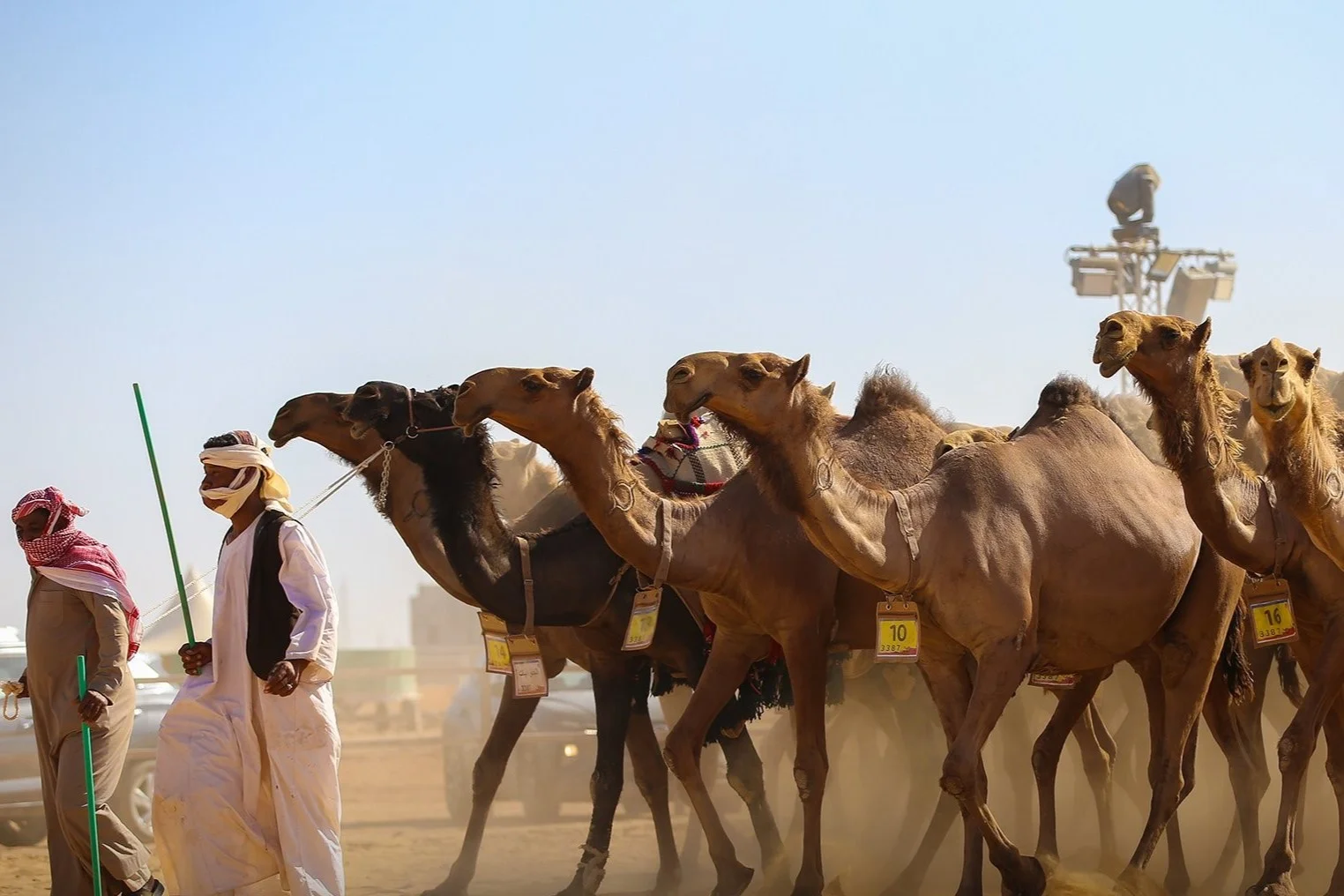 Camelids - All About Camels Camelids