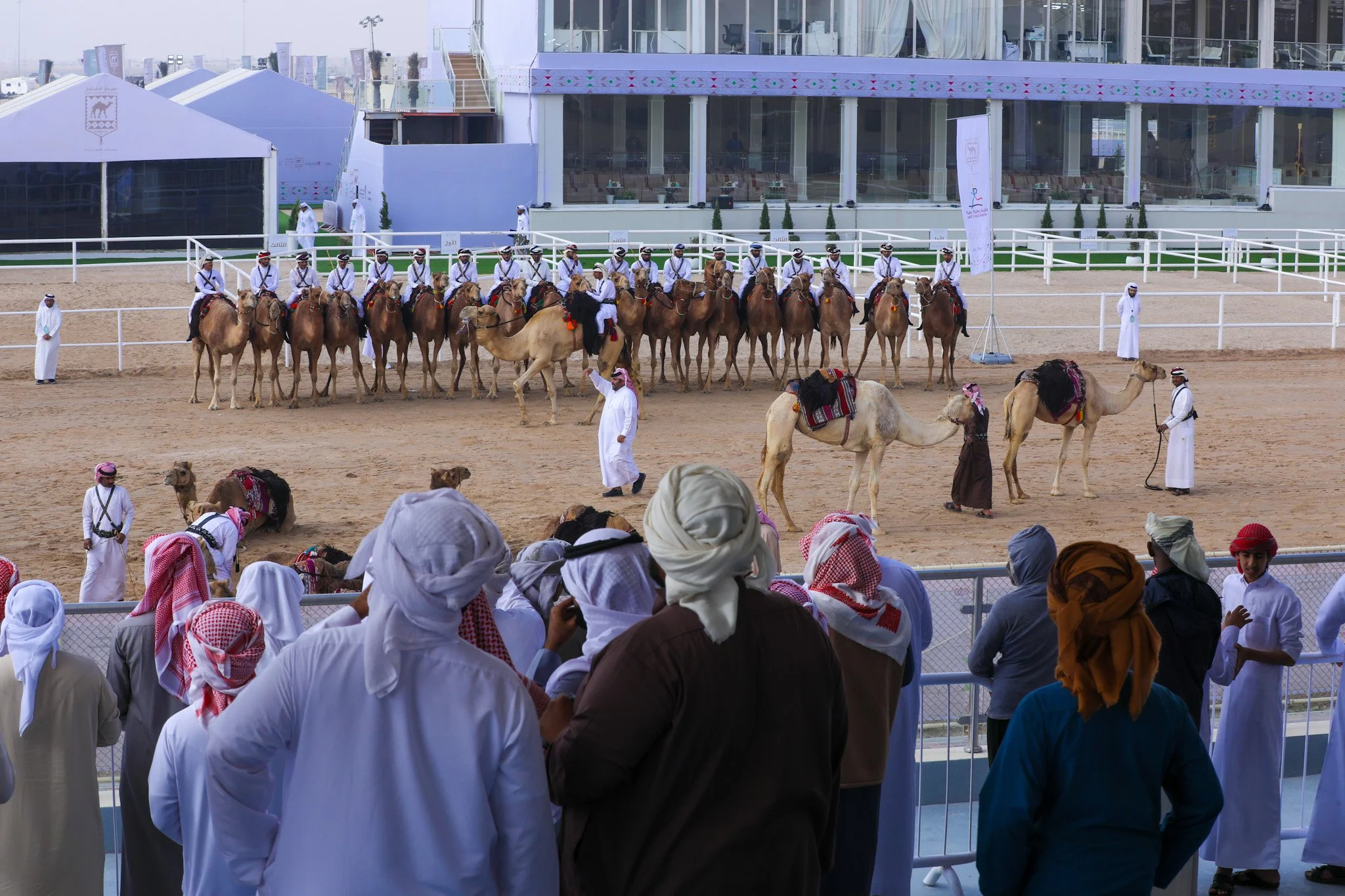Qatar Camel Mazayen Club - Camelids Camelids