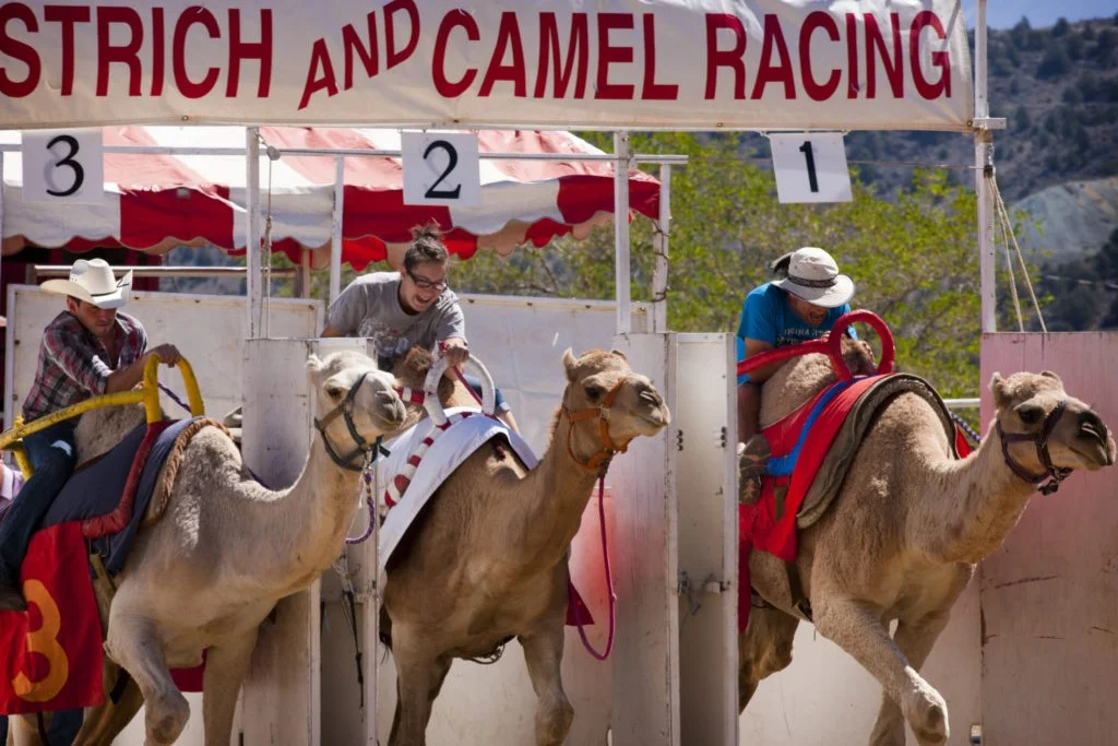 Camelids - All About Camels Camelids