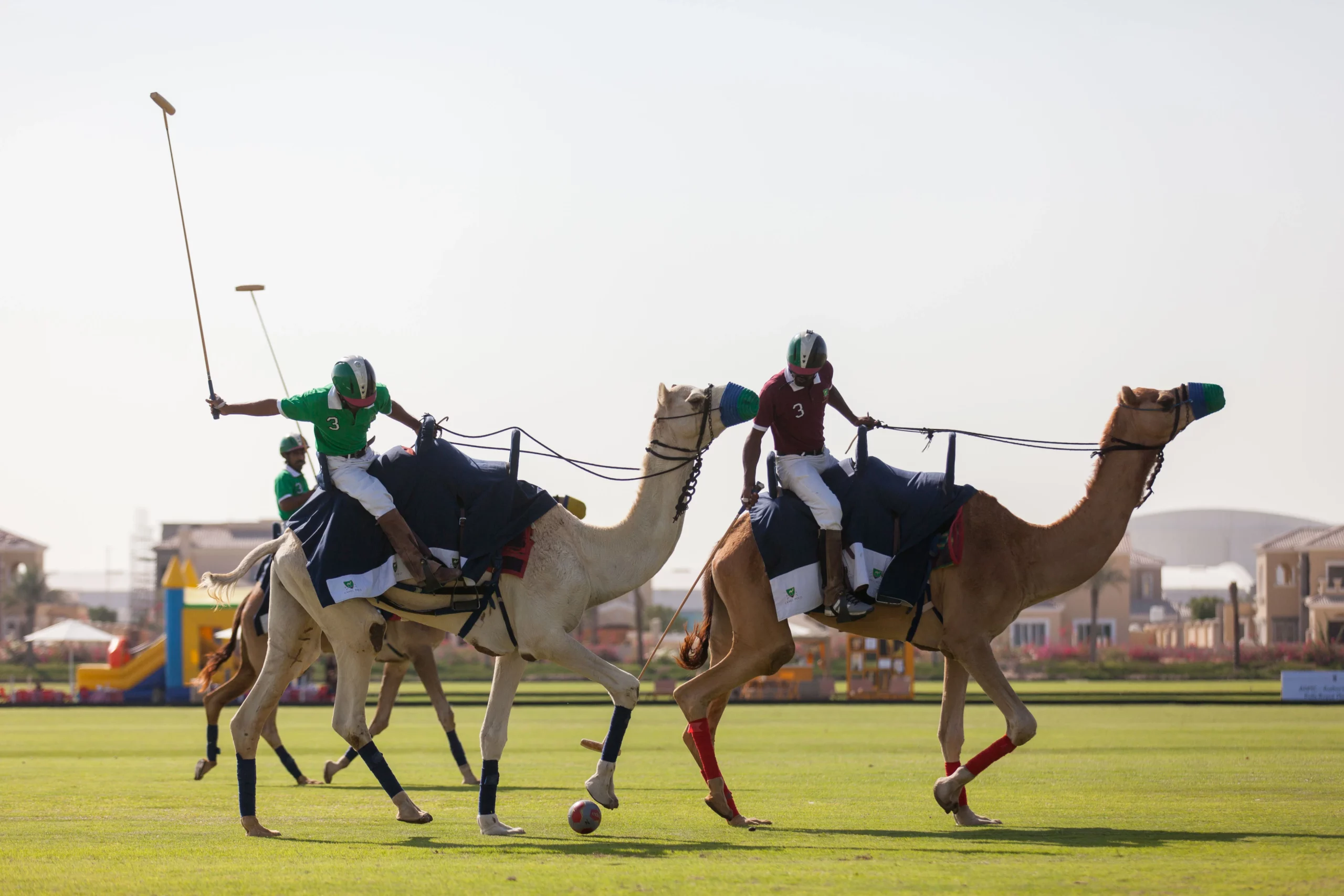 Camel racing - Camelids Camelids