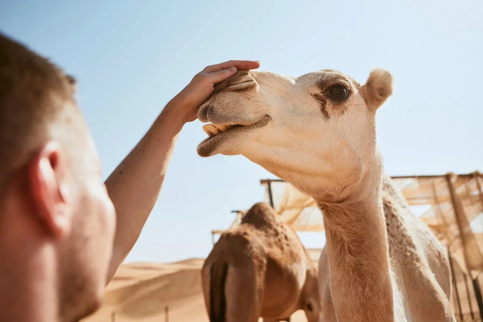 Camelids - All About Camels Camelids