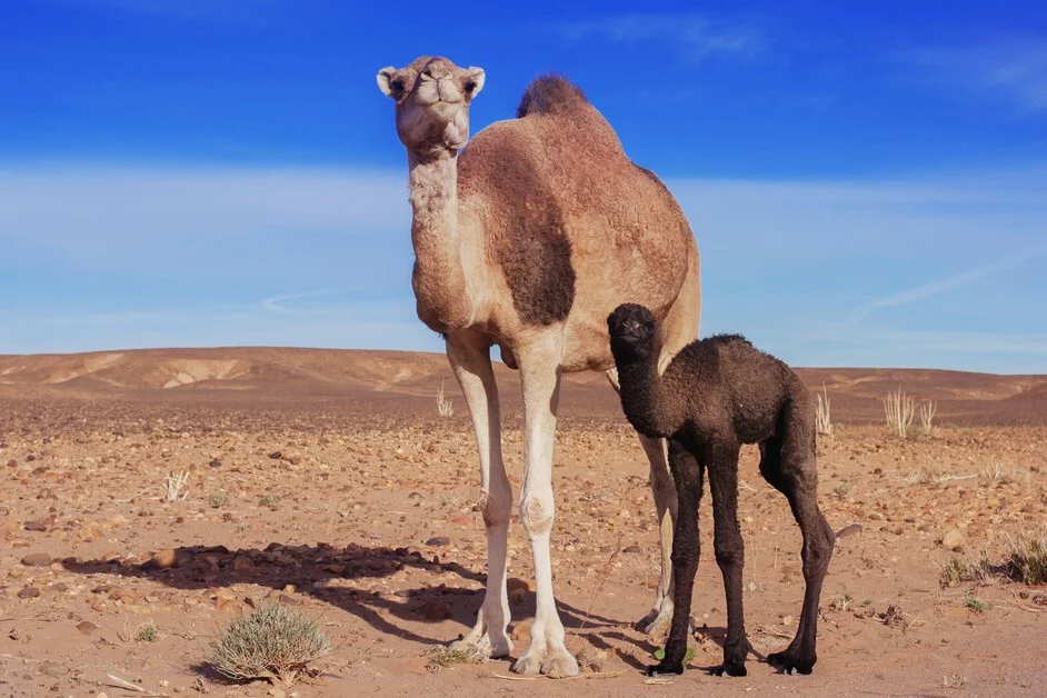 Camelids - All About Camels Camelids