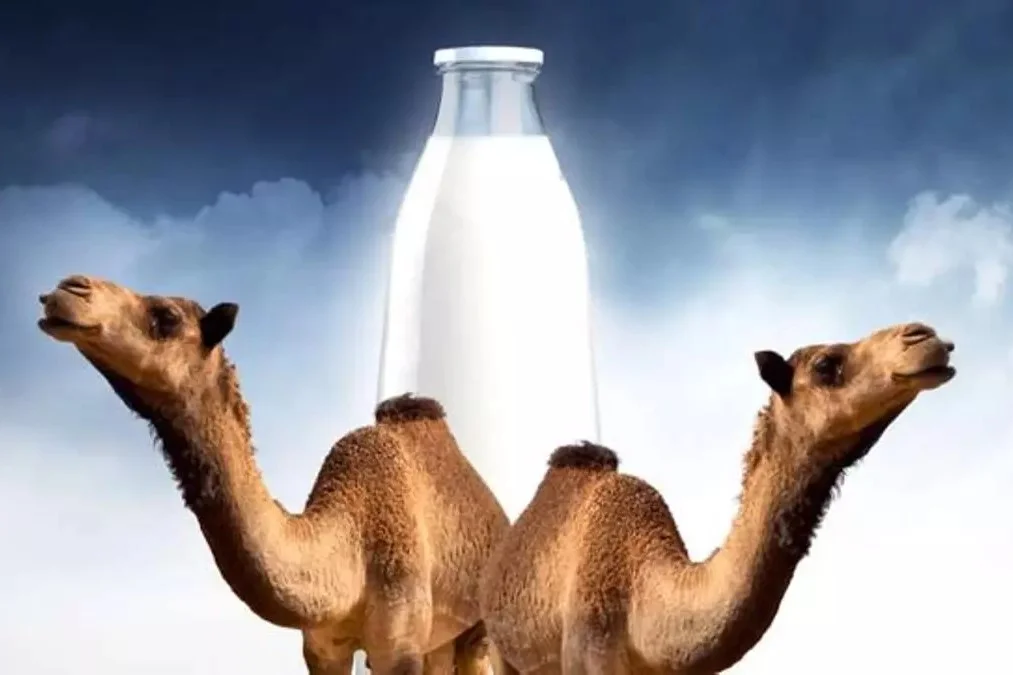Camel milk for autism - Camelids Camelids